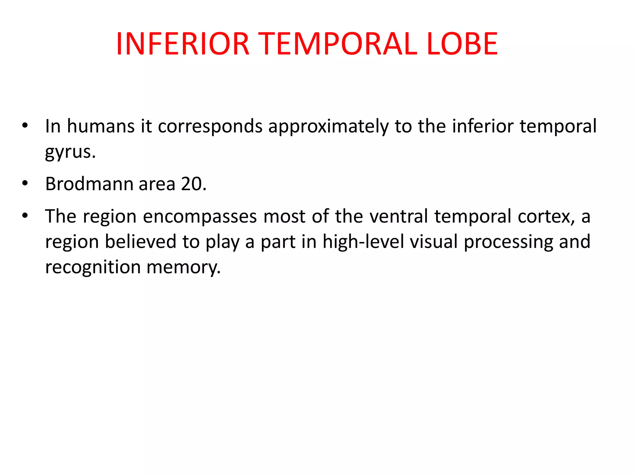 temporal lobe.pptx
