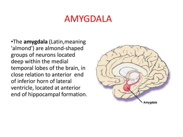 temporal lobe.pptx