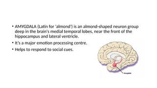 Anatomy, Functions and corelations of Temporal lobe | PPTX