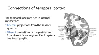 Anatomy, Functions and corelations of Temporal lobe | PPTX