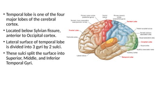 Anatomy, Functions and corelations of Temporal lobe | PPTX