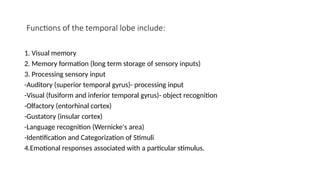 Anatomy, Functions and corelations of Temporal lobe | PPTX