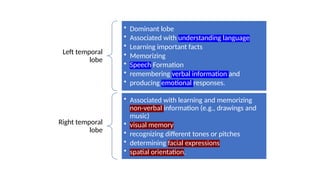 Anatomy, Functions and corelations of Temporal lobe | PPTX