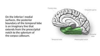 Anatomy, Functions and corelations of Temporal lobe | PPTX