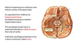 Anatomy, Functions and corelations of Temporal lobe | PPTX