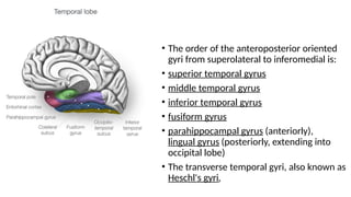 Anatomy, Functions and corelations of Temporal lobe | PPTX