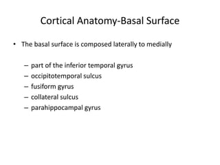 temporal lobe anatomy class - Detailed anatomy | PPTX