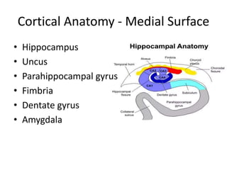 temporal lobe anatomy class - Detailed anatomy | PPTX
