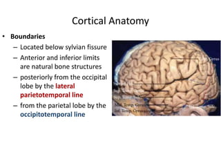 temporal lobe anatomy class - Detailed anatomy | PPTX
