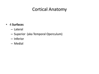 temporal lobe anatomy class - Detailed anatomy | PPTX