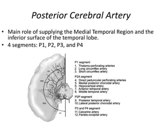 temporal lobe anatomy class - Detailed anatomy | PPTX