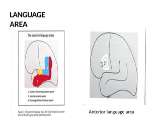 temporal lobe anatomy class - Detailed anatomy | PPTX