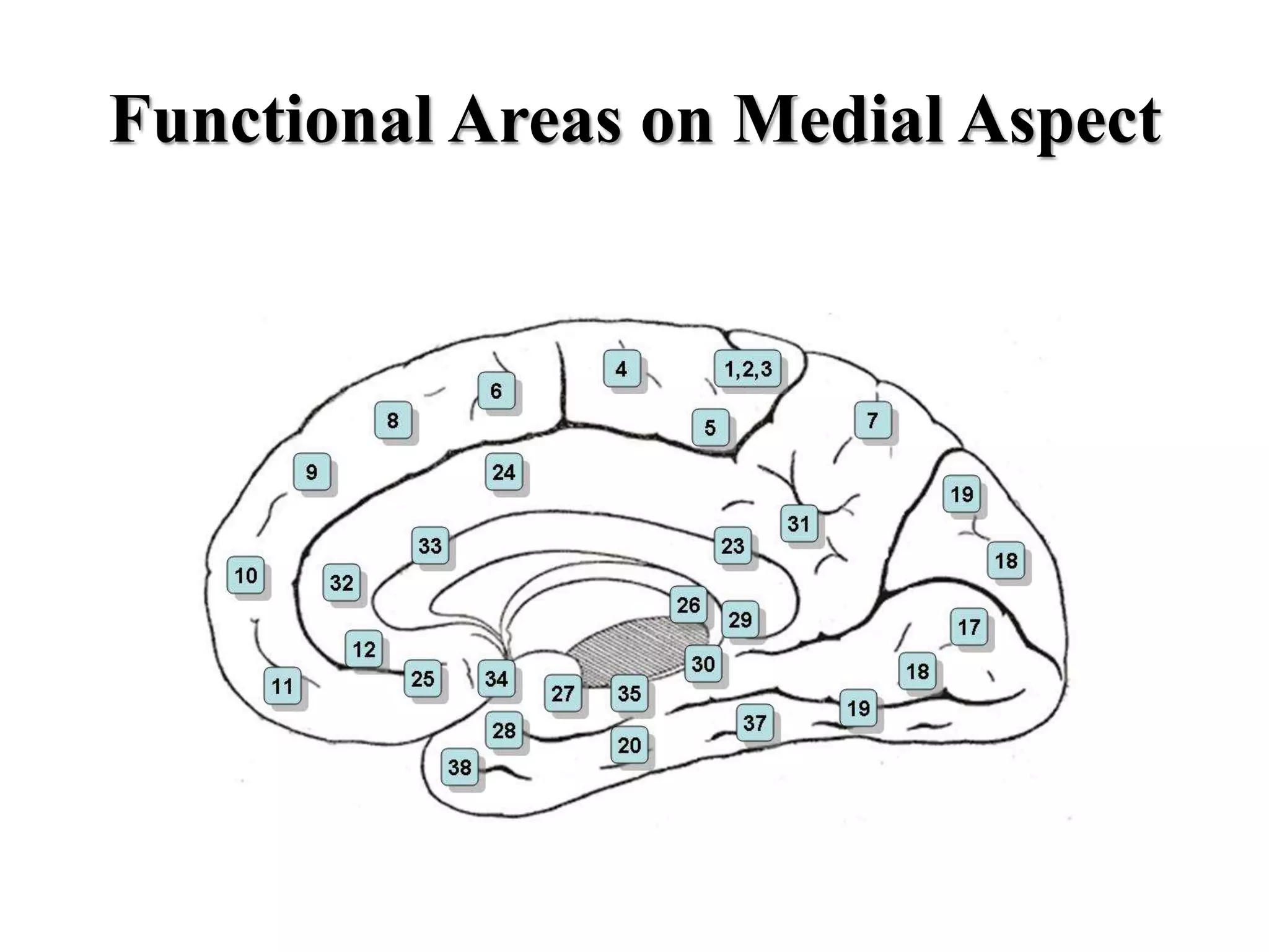 Temporal Lobe And Its Role In Psychiatry Ppt