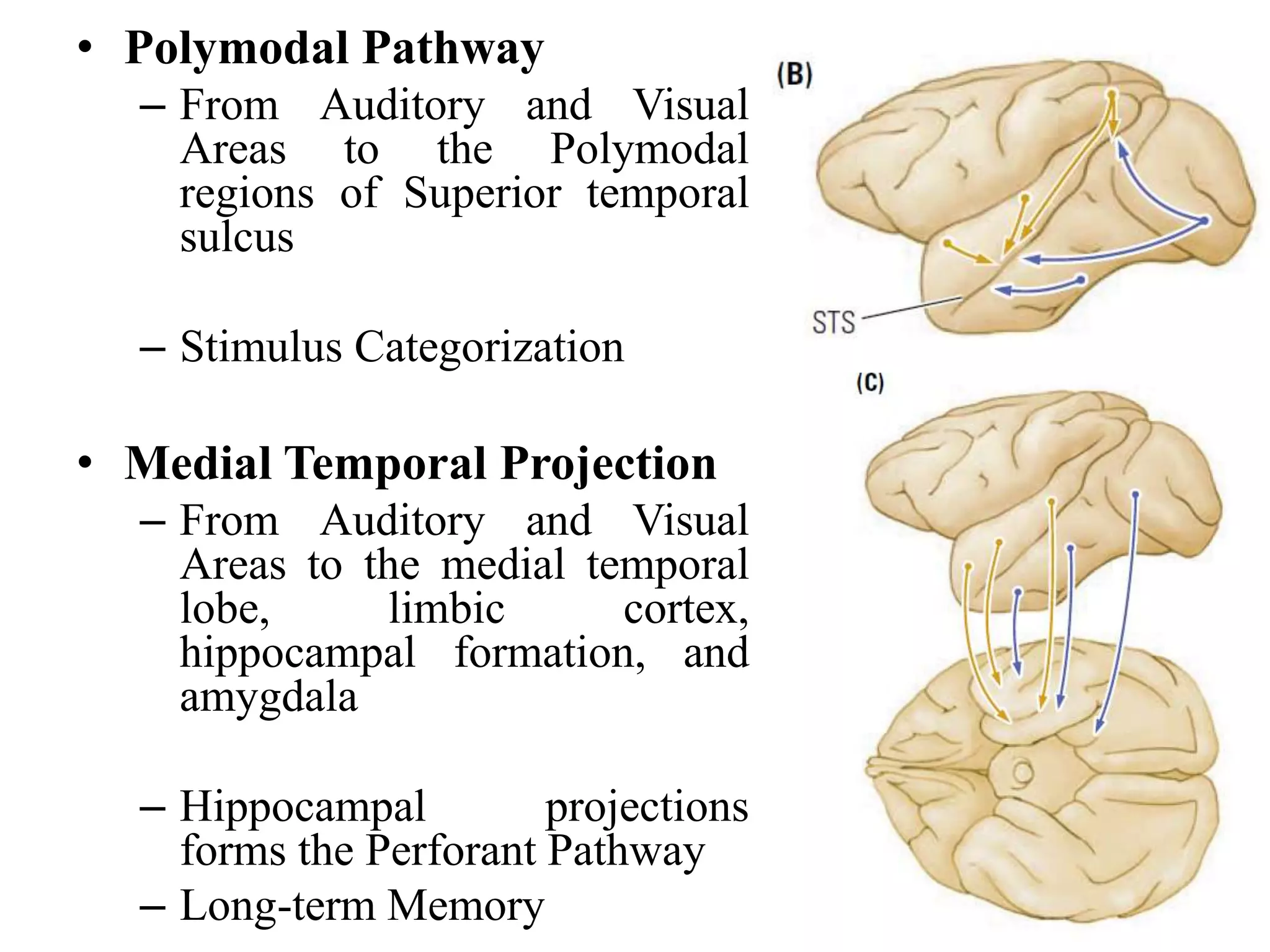 Temporal lobe and its role in psychiatry | PPTX