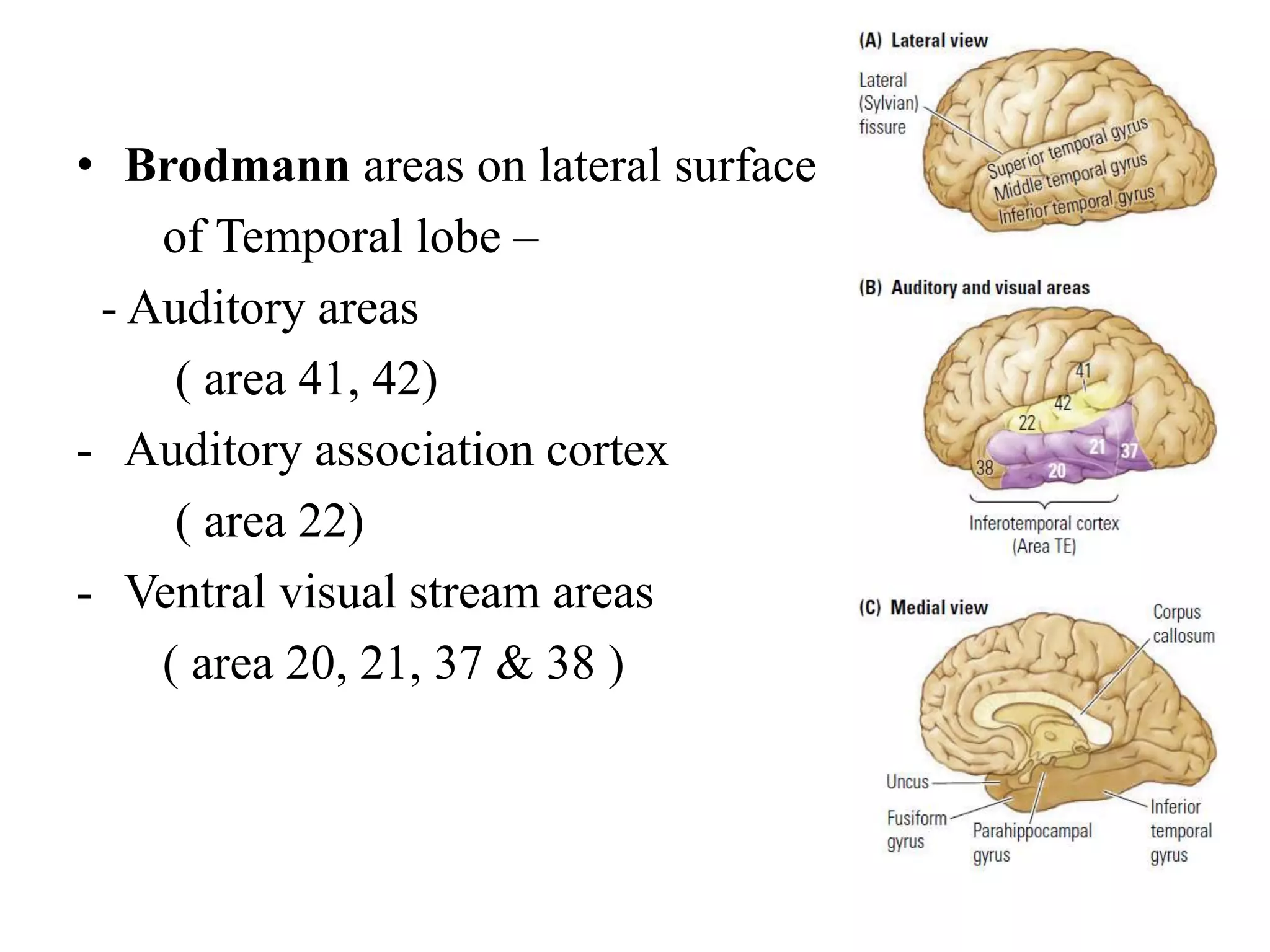 Temporal lobe and its role in psychiatry | PPTX
