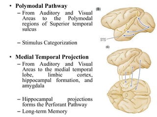Temporal lobe and its role in psychiatry | PPTX