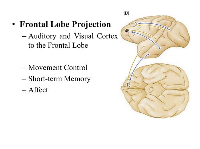 Temporal lobe and its role in psychiatry | PPTX | Brain and Nervous ...