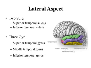 Middle Temporal Gyrus