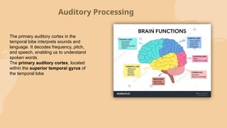 temporal lobe and its function by ashmit.pptx