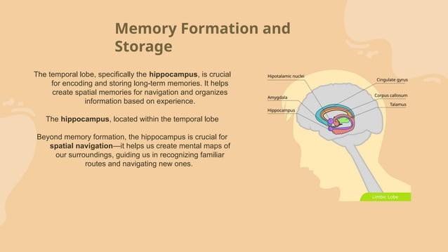 temporal lobe and its function by ashmit.pptx