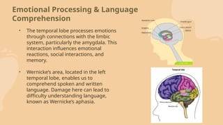 temporal lobe and its function by ashmit.pptx
