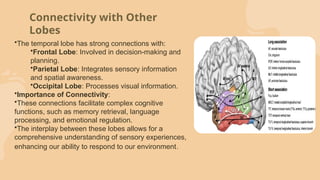 temporal lobe and its function by ashmit.pptx