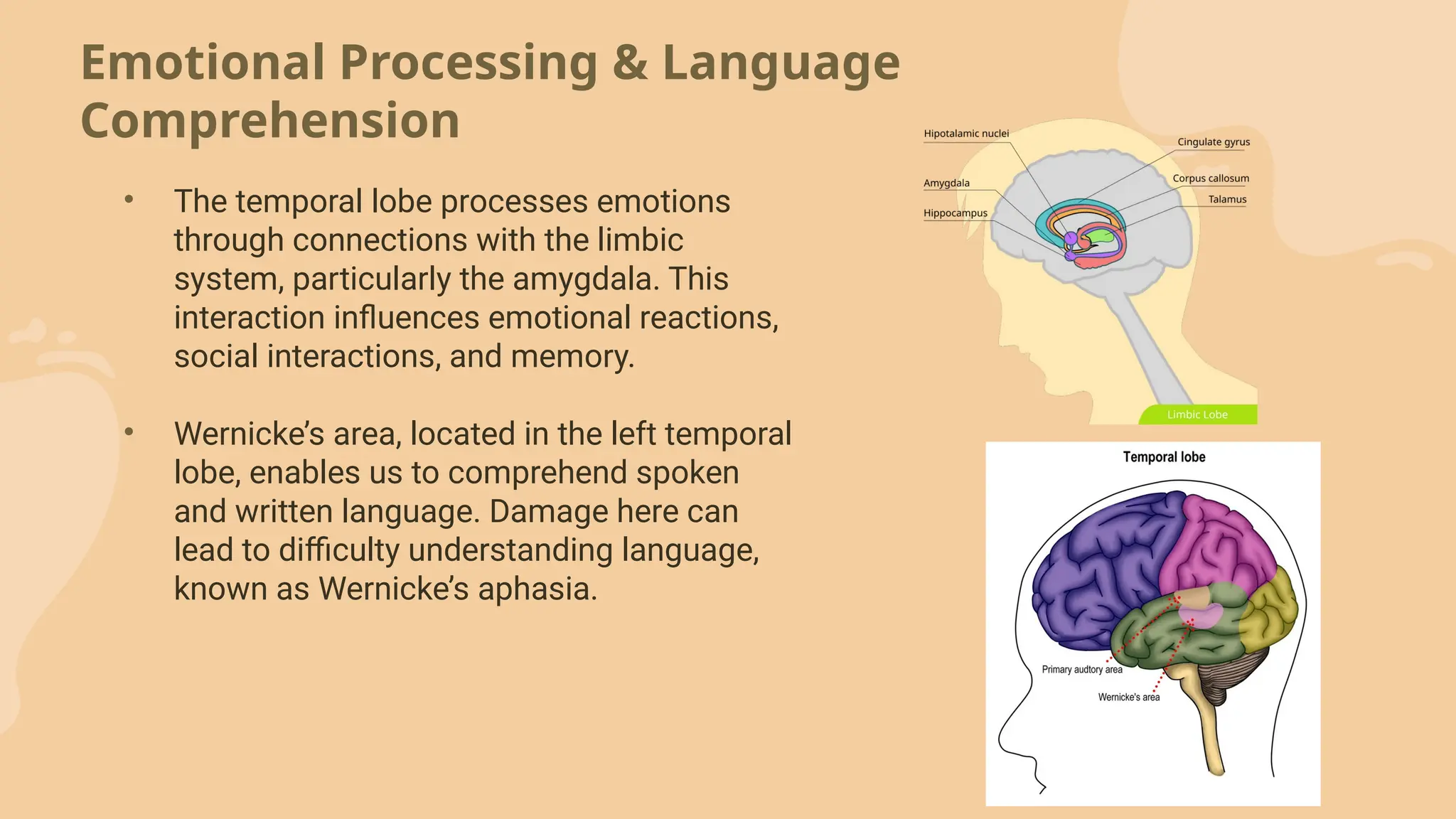 temporal lobe and its functions by ashmit.pptx