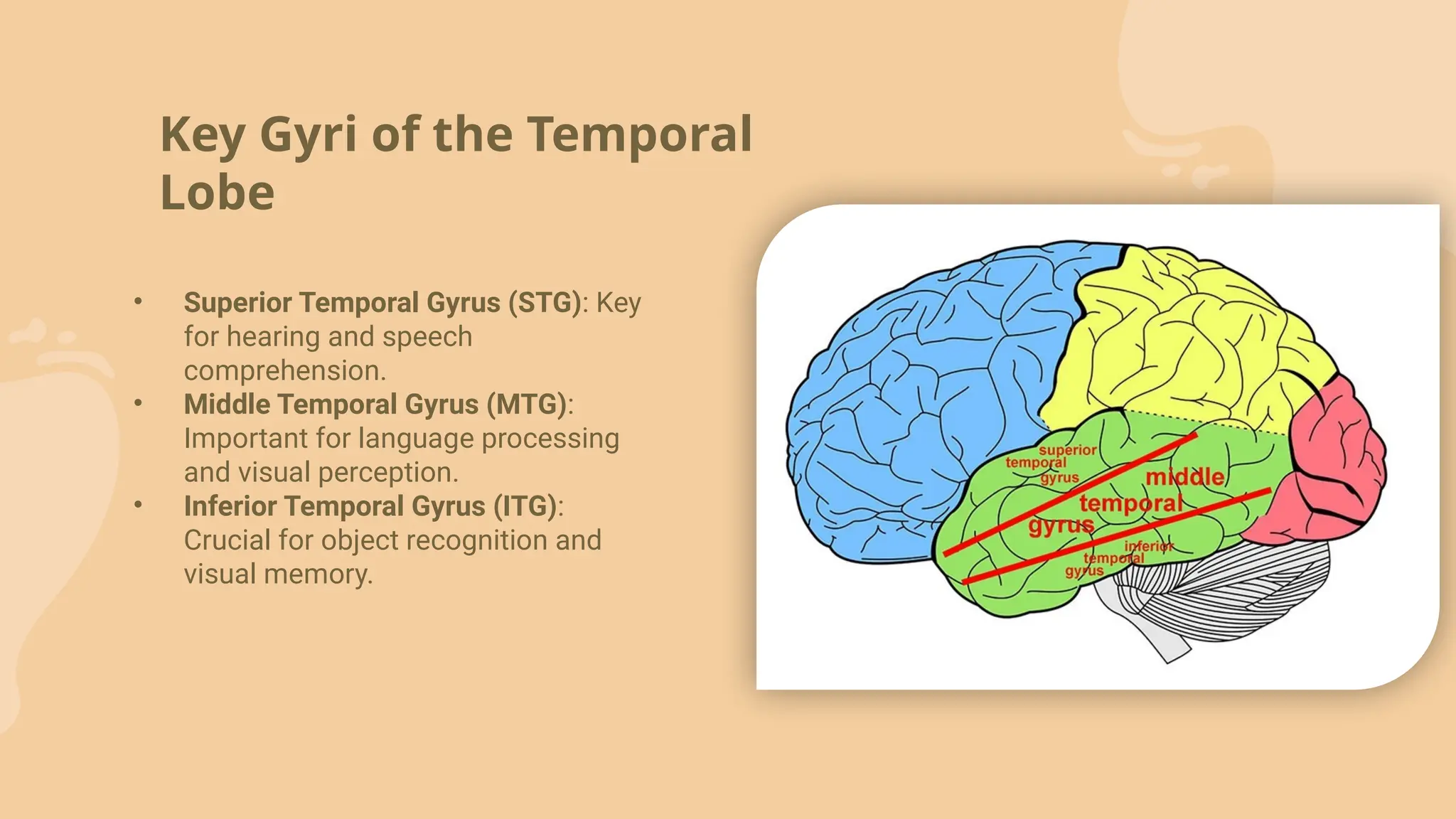 temporal lobe and its functions by ashmit.pptx