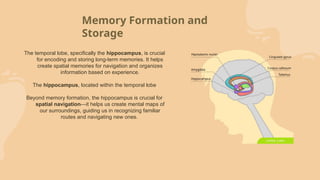 temporal lobe and its functions by ashmit.pptx