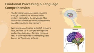 temporal lobe and its functions by ashmit.pptx