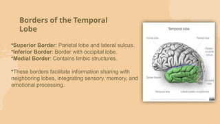 temporal lobe and its functions by ashmit.pptx