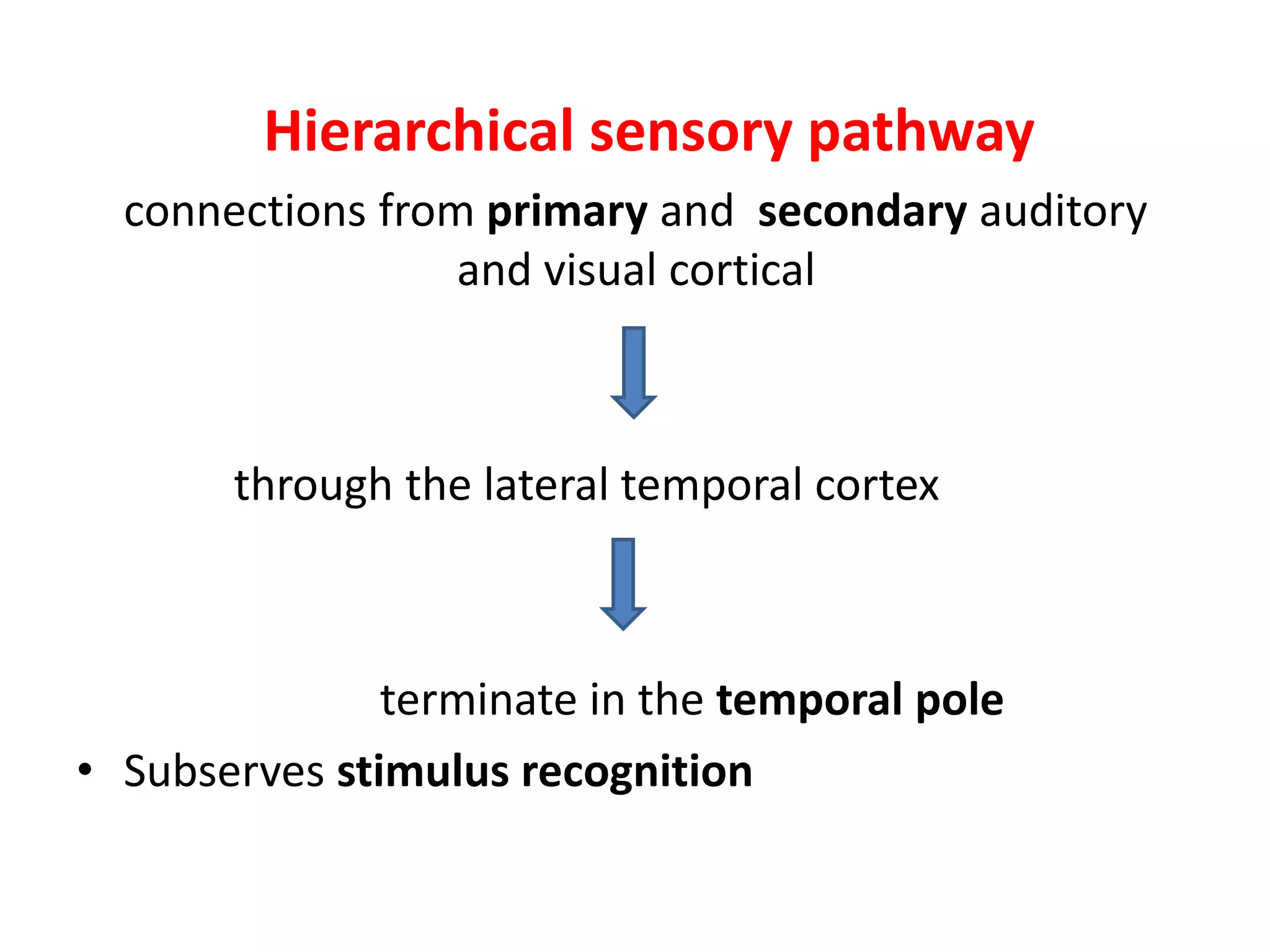 Temporal lobe ppt | PPTX