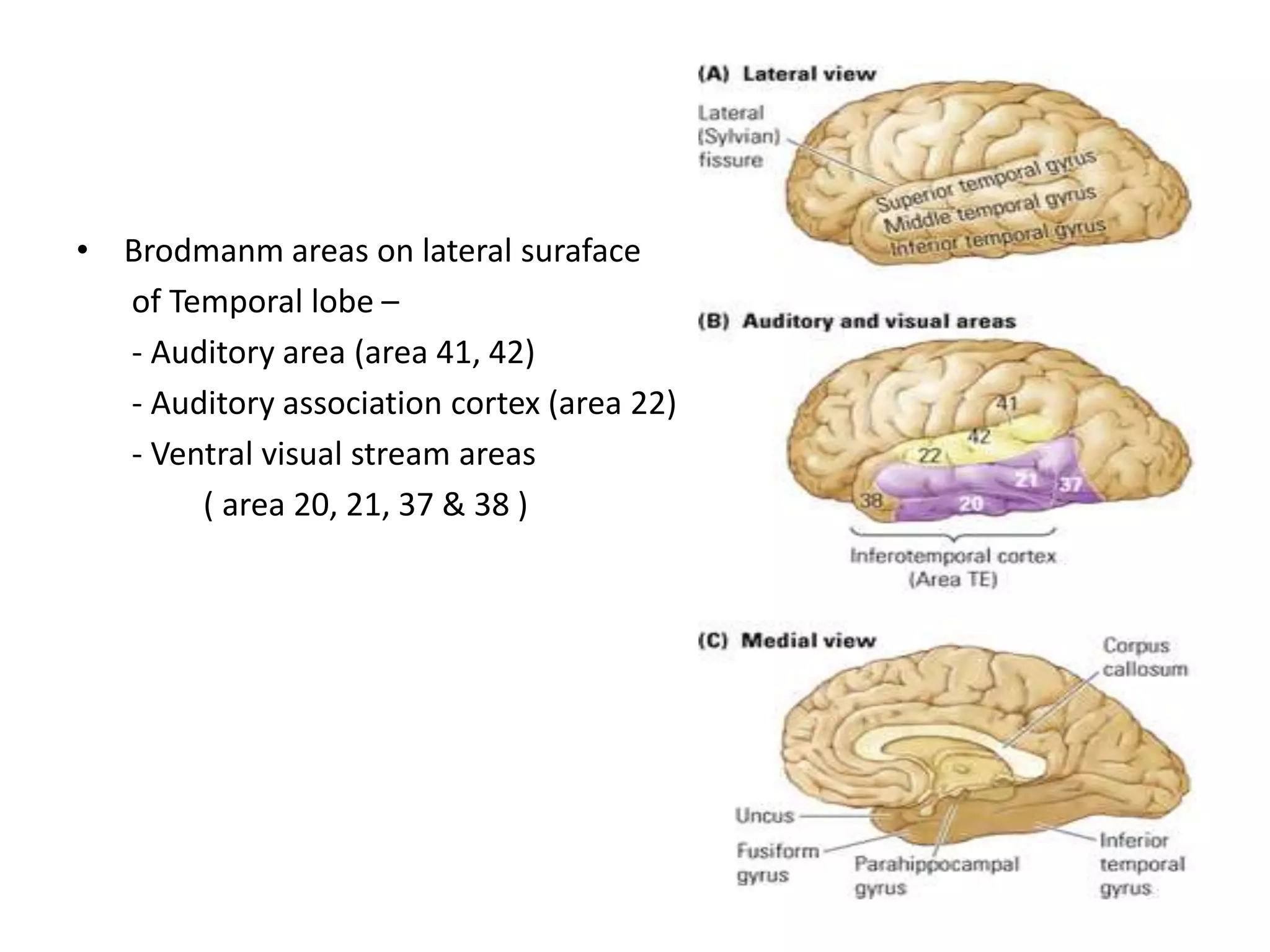 Temporal lobe ppt | PPTX