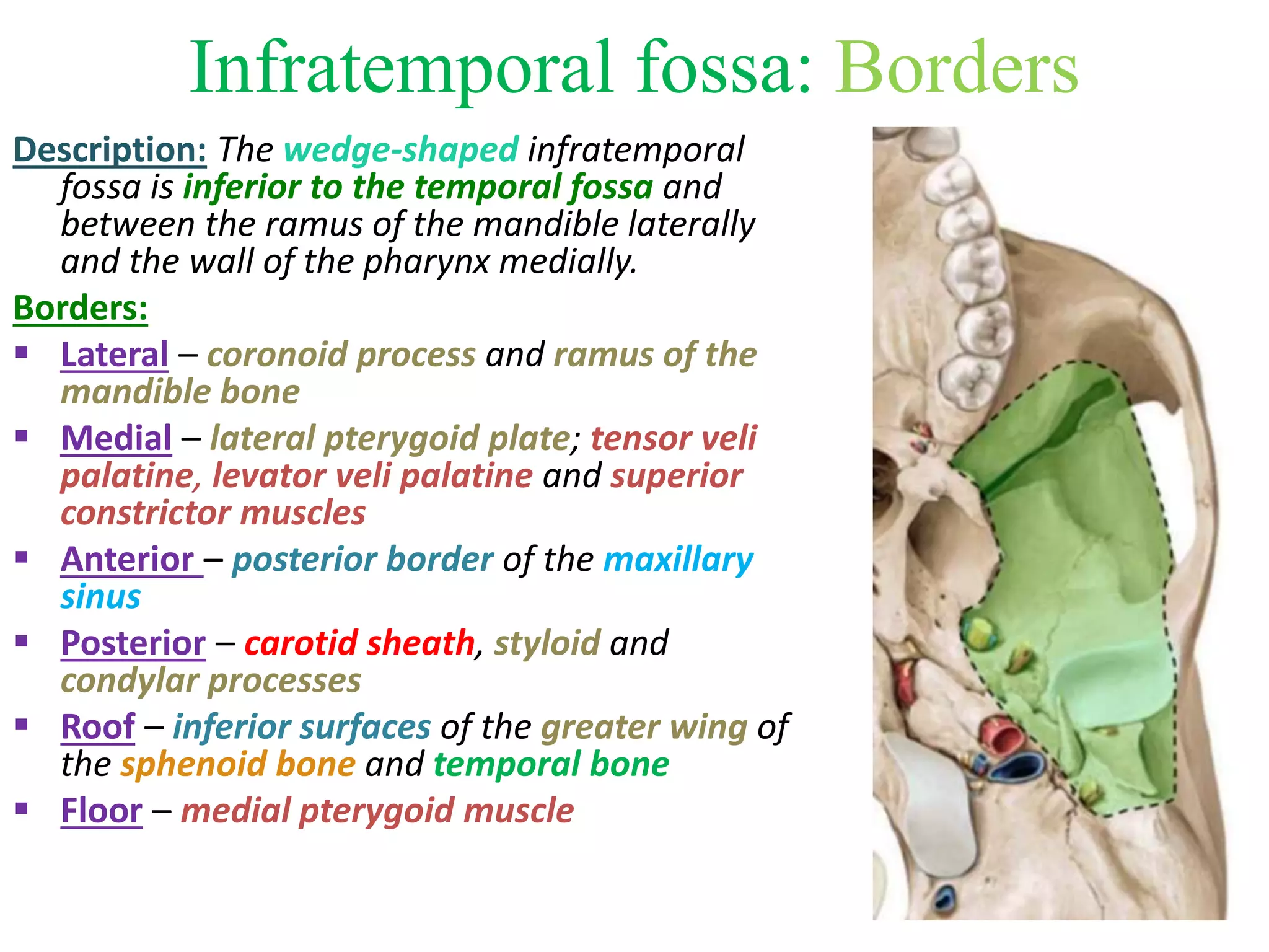 Anatomy of the Temporal region & Temporomandibular joint | PPTX