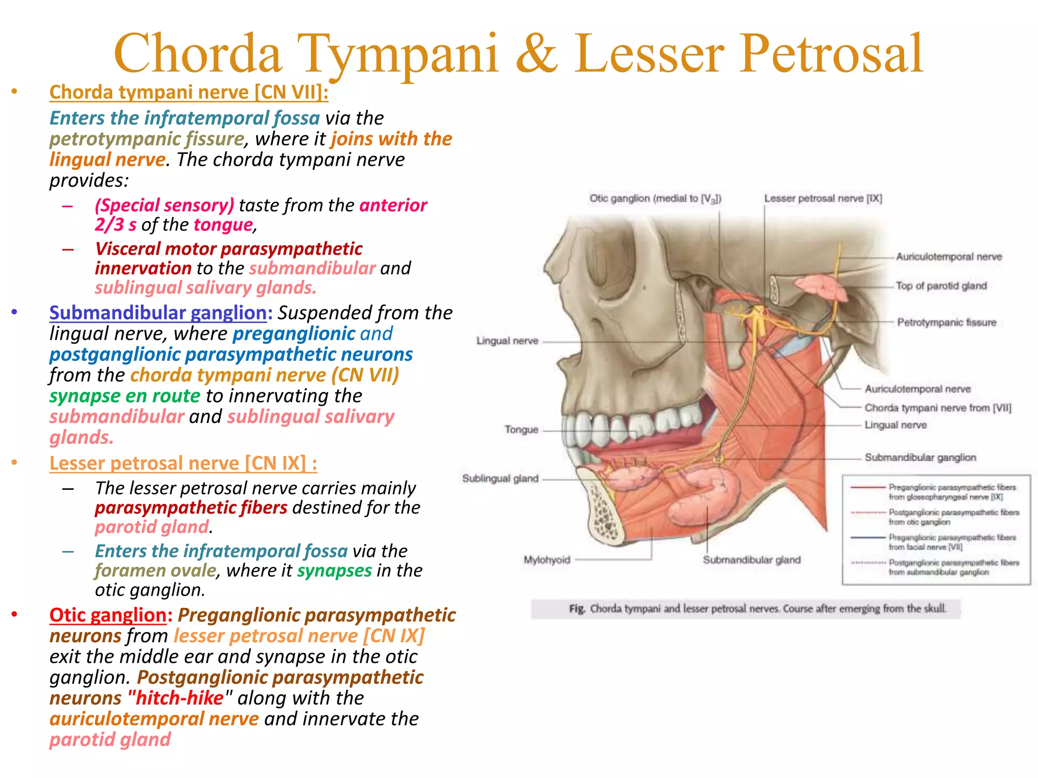 Anatomy of the Temporal region & Temporomandibular joint | PPTX