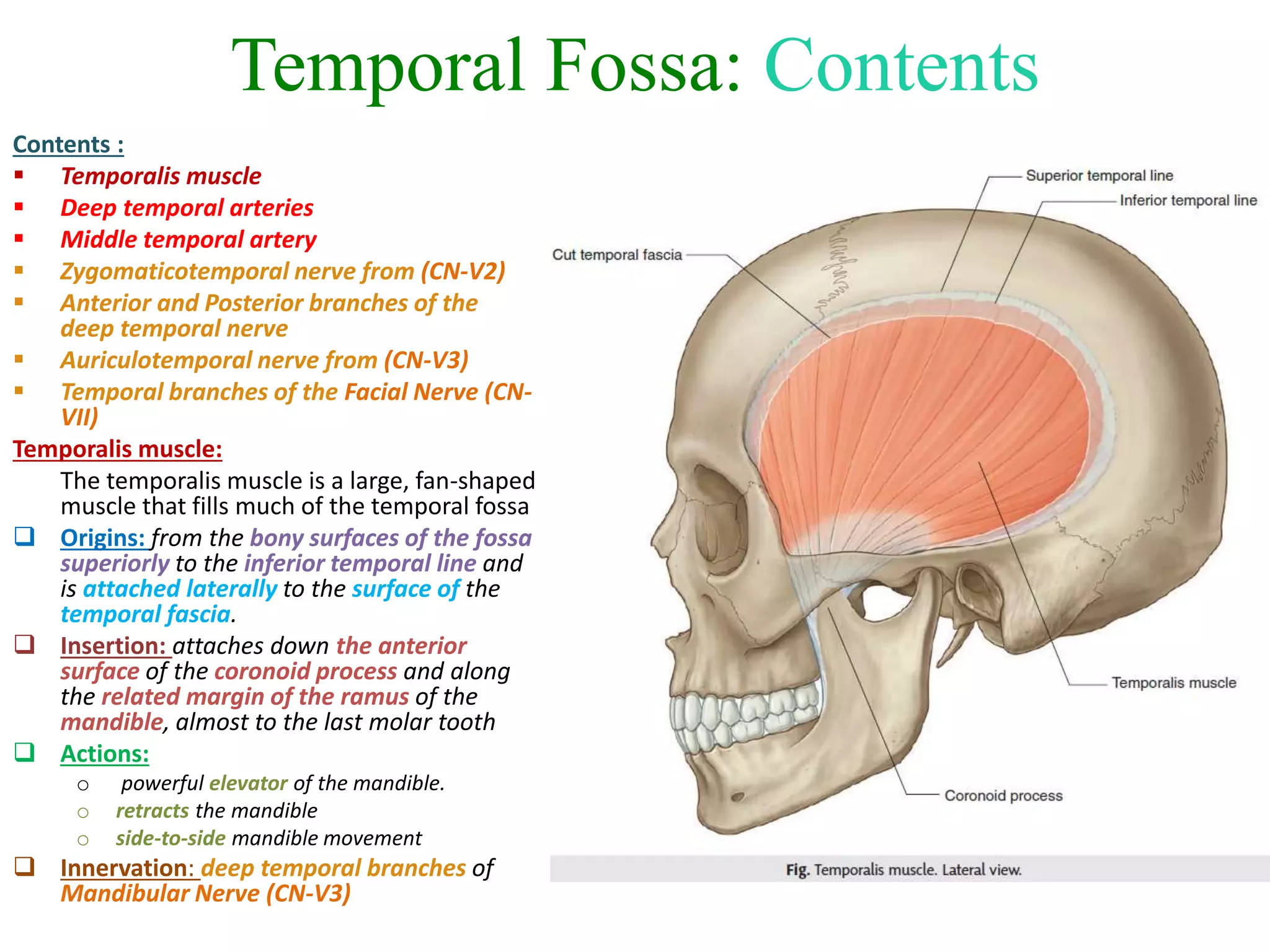 Anatomy of the Temporal region & Temporomandibular joint | PPTX