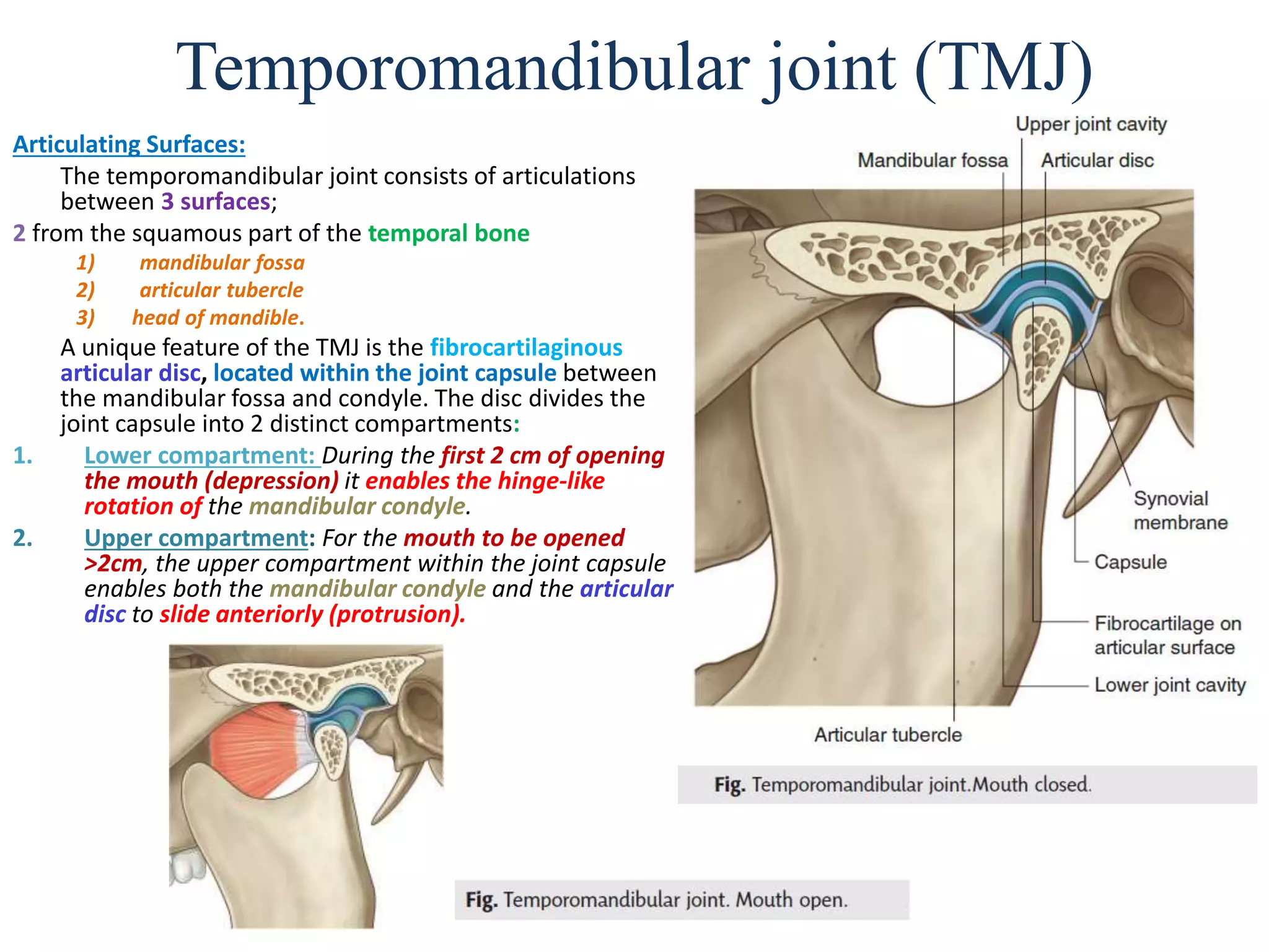 Anatomy of the Temporal region & Temporomandibular joint | PPTX