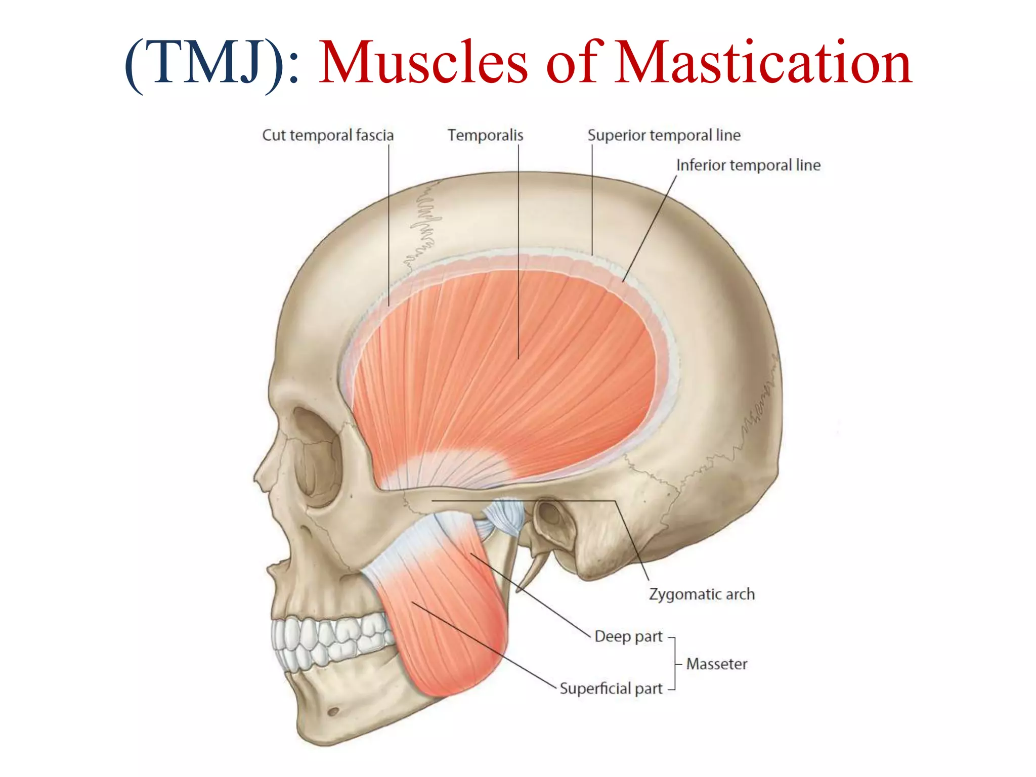 Anatomy of the Temporal region & Temporomandibular joint | PPTX
