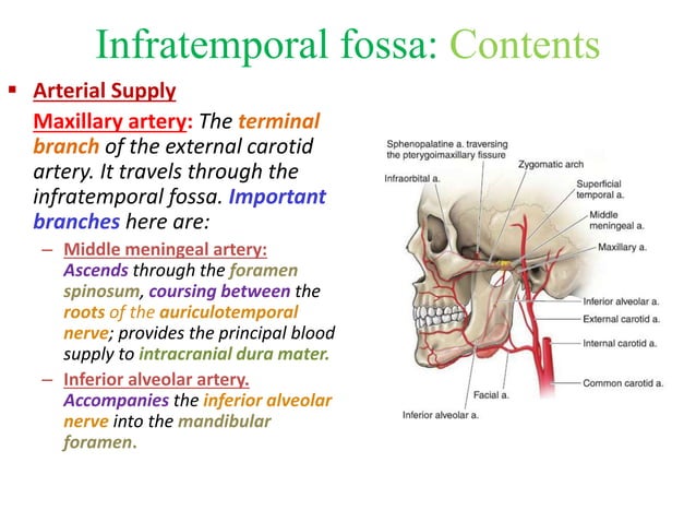Anatomy of the Temporal region & Temporomandibular joint | PPTX | Death ...