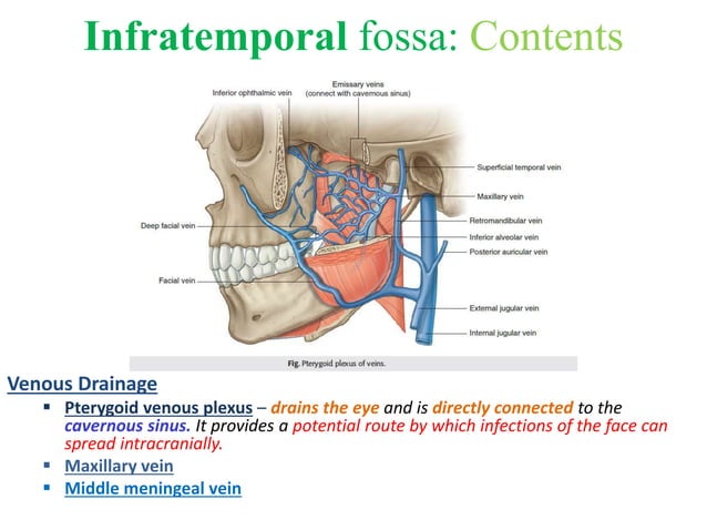 Anatomy of the Temporal region & Temporomandibular joint | PPTX | Death ...