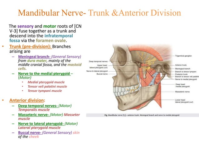 Anatomy of the Temporal region & Temporomandibular joint | PPTX | Death ...