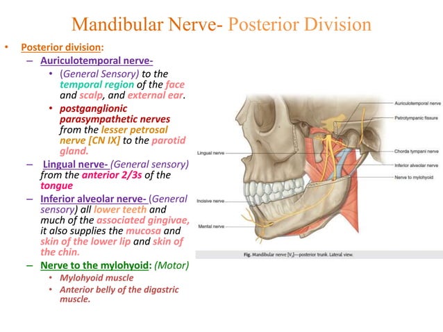 Anatomy of the Temporal region & Temporomandibular joint | PPTX | Death ...