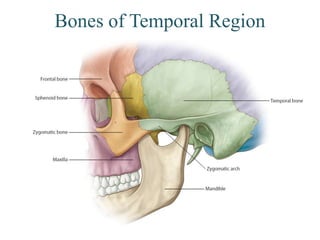Anatomy of the Temporal region & Temporomandibular joint | PPTX
