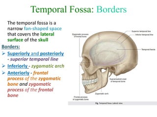 Anatomy of the Temporal region & Temporomandibular joint | PPTX