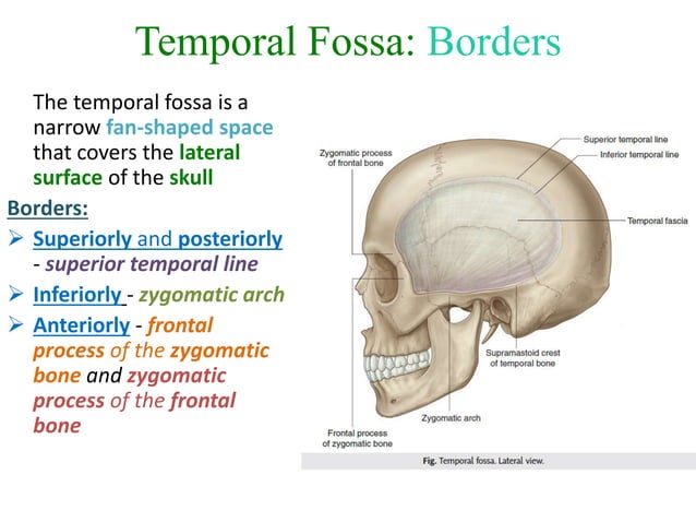 Anatomy of the Temporal region & Temporomandibular joint | PPTX | Death ...