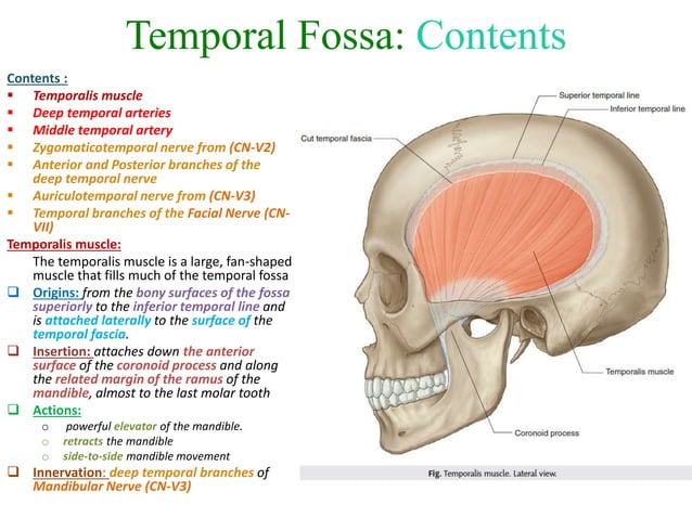 Anatomy of the Temporal region & Temporomandibular joint | PPTX | Death ...