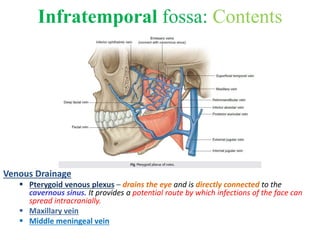 Infratemporal Fossa Contents Mnemonic