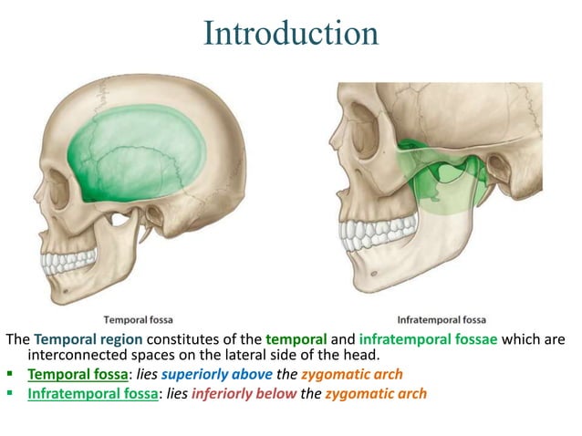 Anatomy of the Temporal region & Temporomandibular joint