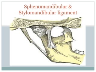 Temporomandibular joint. dr. gaurav salunkhe | PPTX