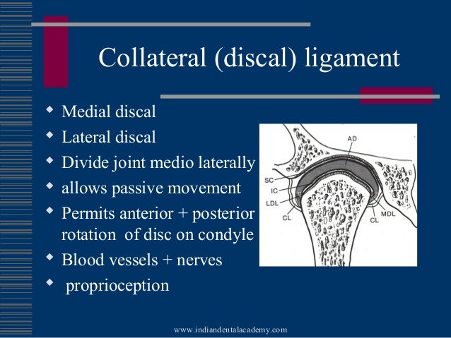 Temporomandibular joint